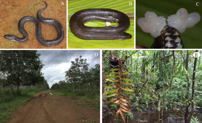New Mud Snake Species Discovered In Vietnam - Reptiles Magazine