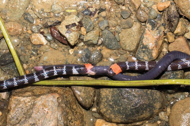 Researchers Record Two Red-tailed Coral Snakes Competing For Same ...