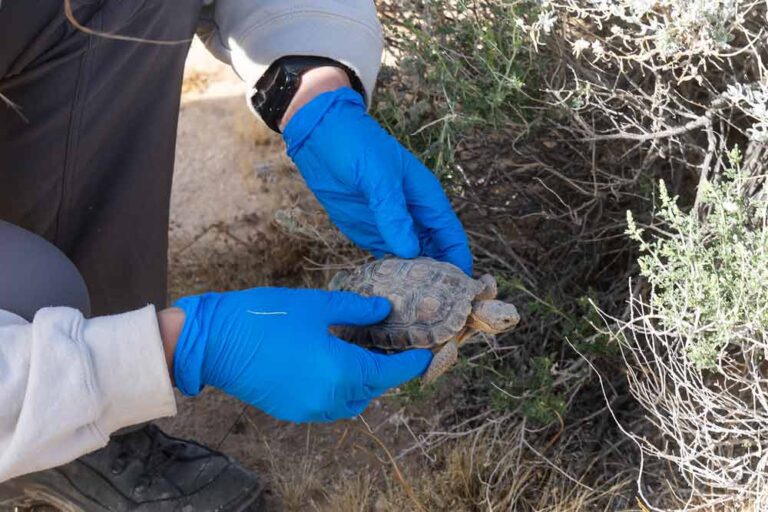 Reintroduced Desert Tortoises Emerge From Their Burrows In Headstart ...