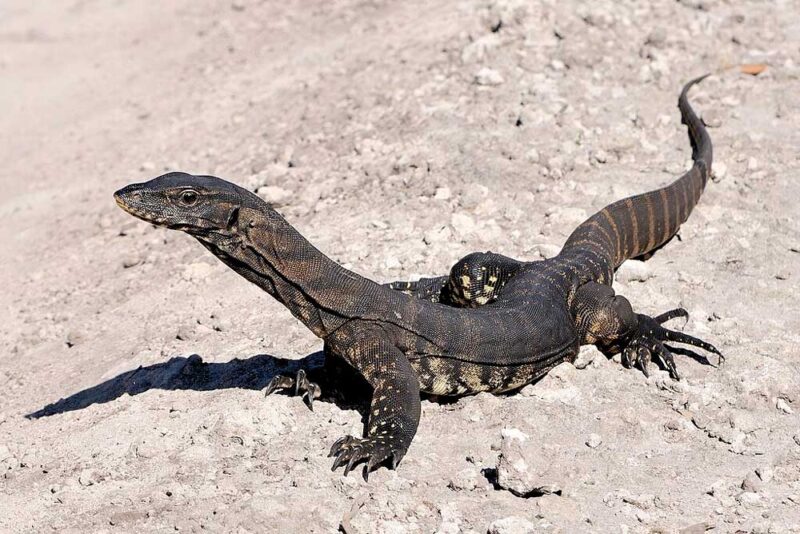 Reptiles Magazine