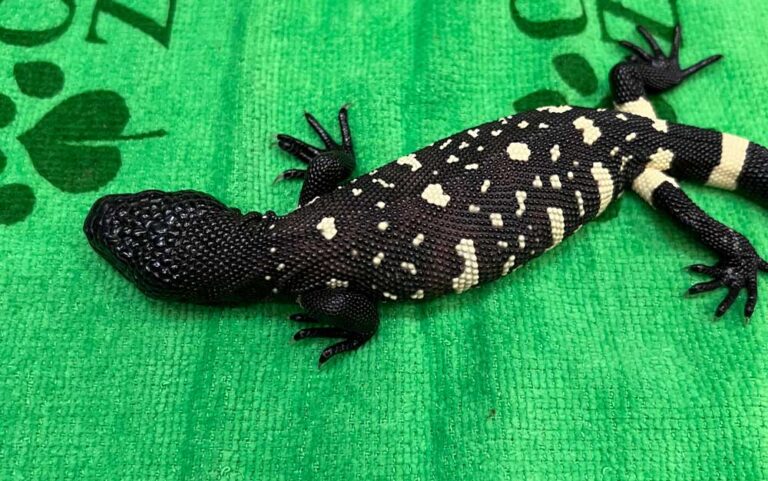 Reptiles Magazine