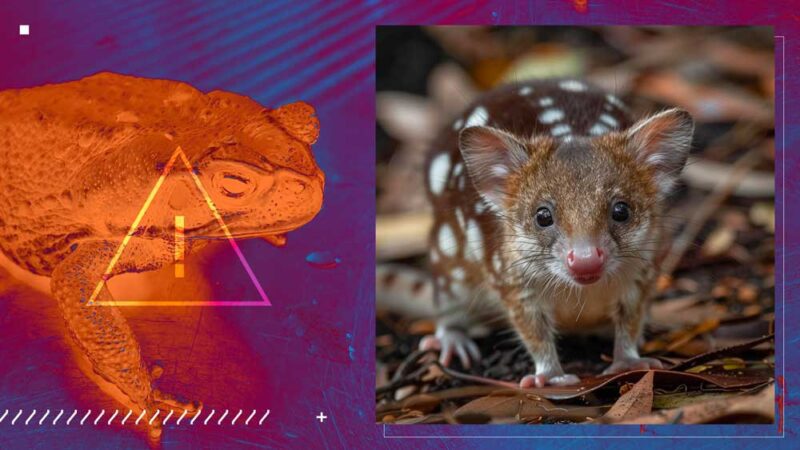 Northern Quoll Genetically Engineered to Resist Cane Toad Toxins ...