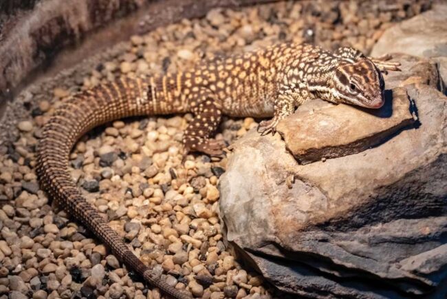 Ackie Monitor Information And Care - Reptiles Magazine