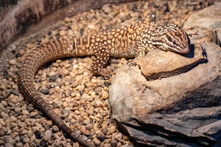 Ackie Monitor Information And Care - Reptiles Magazine