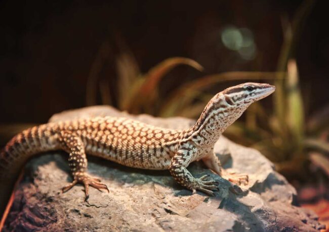 Reptiles Magazine