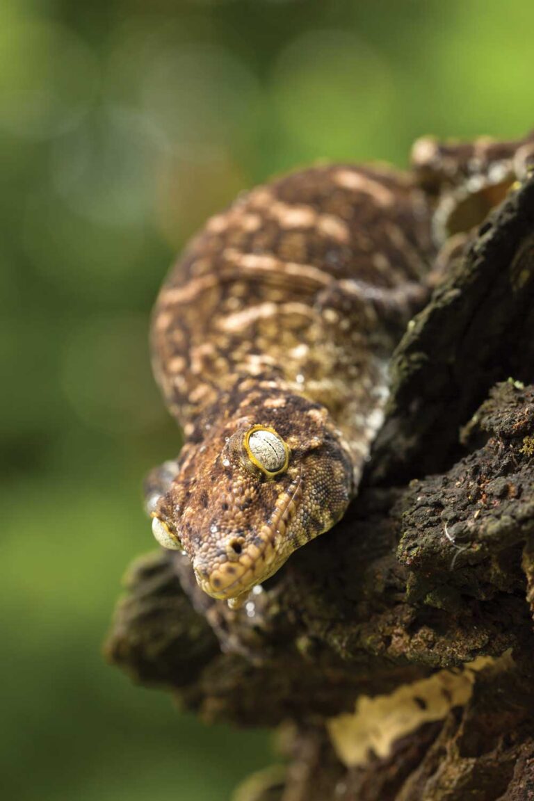 The Care And Breeding of Rhacodactylus leachianus - Reptiles Magazine