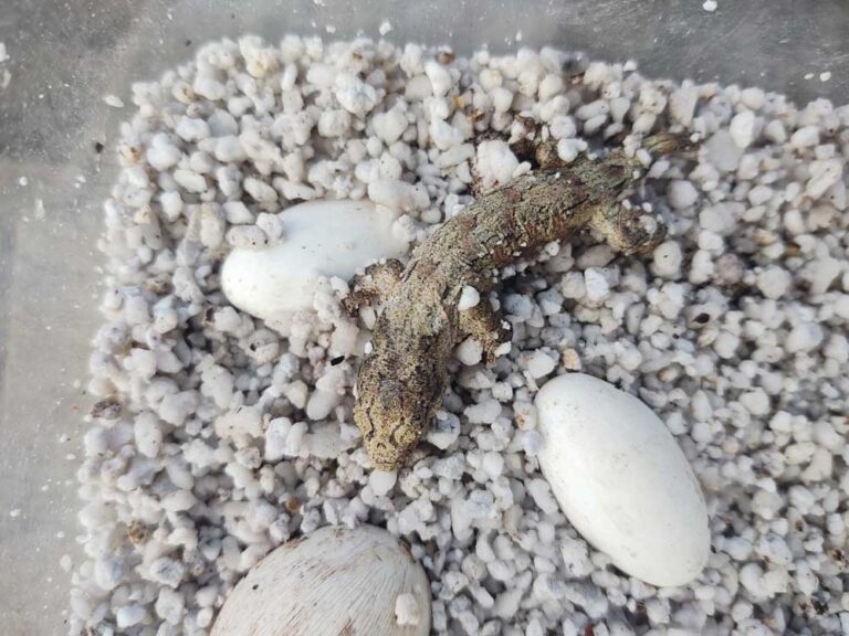 The Care And Breeding of Rhacodactylus leachianus - Reptiles Magazine