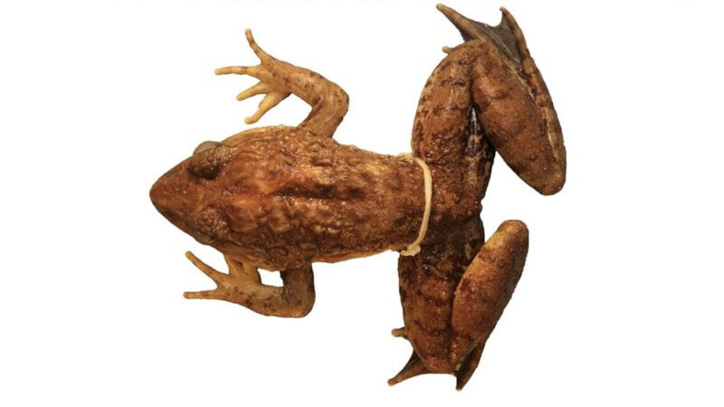 New Species of Fanged Frog Discovered In the Philippines - Reptiles ...