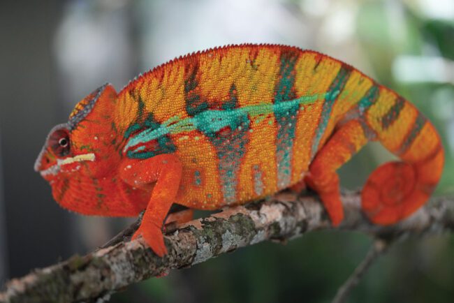 Natural History, Breeding and Care for Panther Chameleons - Reptiles ...