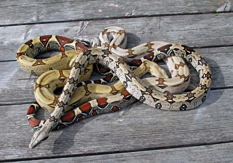 Care And Breeding Of True Red-tailed Boa Constrictors In Captivity - Reptiles Magazine