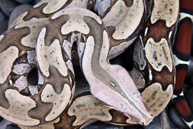 Care And Breeding Of True Red-tailed Boa Constrictors In Captivity ...