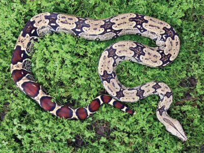 Care And Breeding Of True Red-tailed Boa Constrictors In Captivity ...