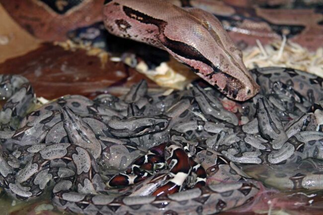 Care And Breeding Of True Red-tailed Boa Constrictors In Captivity ...