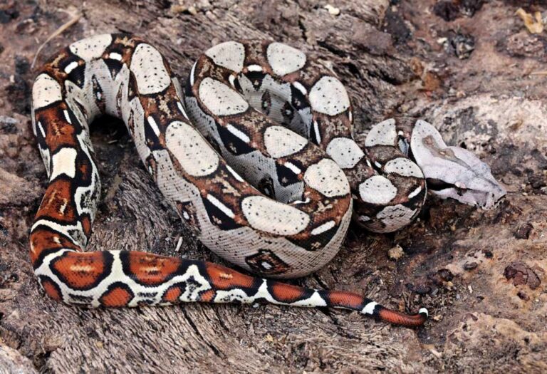 Care And Breeding Of True Red-tailed Boa Constrictors In Captivity ...