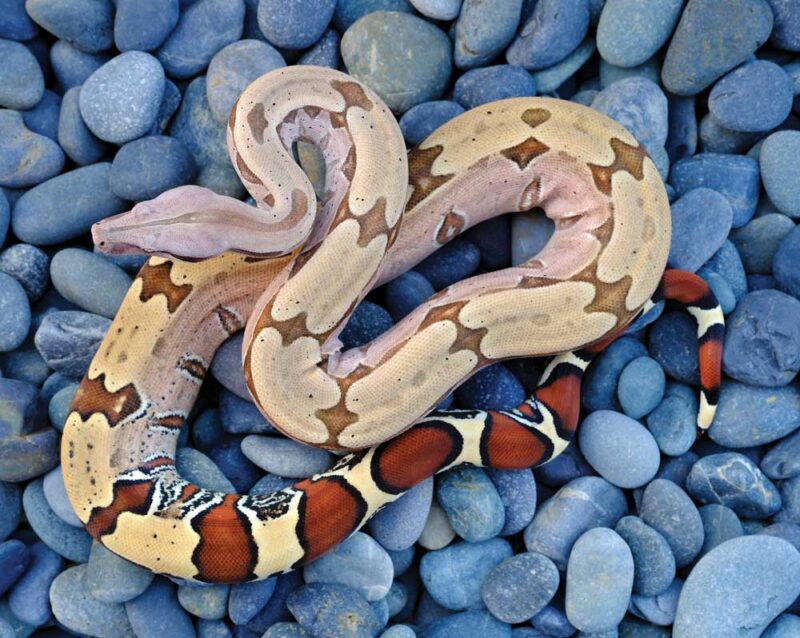 Care And Breeding Of True Red-tailed Boa Constrictors In Captivity ...