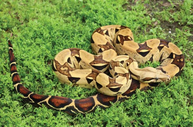 Care And Breeding Of True Red-tailed Boa Constrictors In Captivity ...