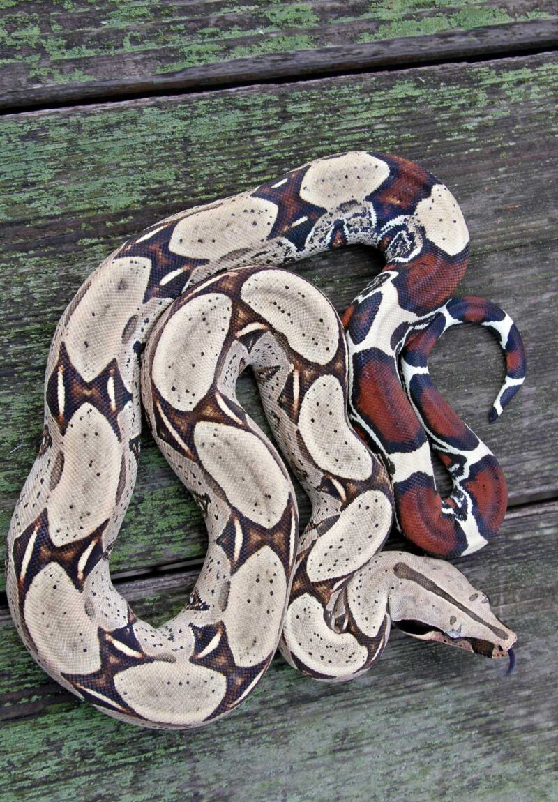 Care And Breeding Of True Red-tailed Boa Constrictors In Captivity - Reptiles Magazine