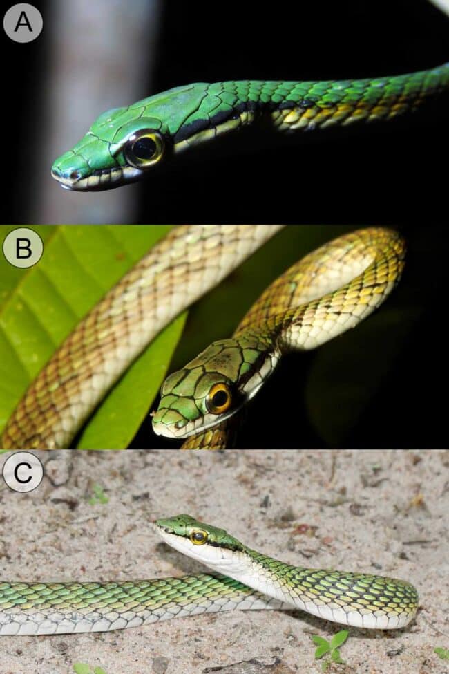 New Colubrid Parrot Snake Species From Brazil Described - Reptiles Magazine