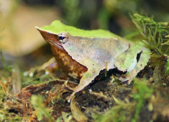 33 Endangered Darwin’s Frogs Born at London Zoo - Reptiles Magazine