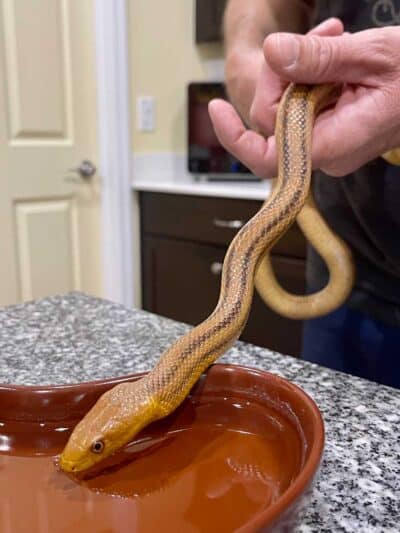 Scared Of Snakes? There Is No Need To Be - Reptiles Magazine