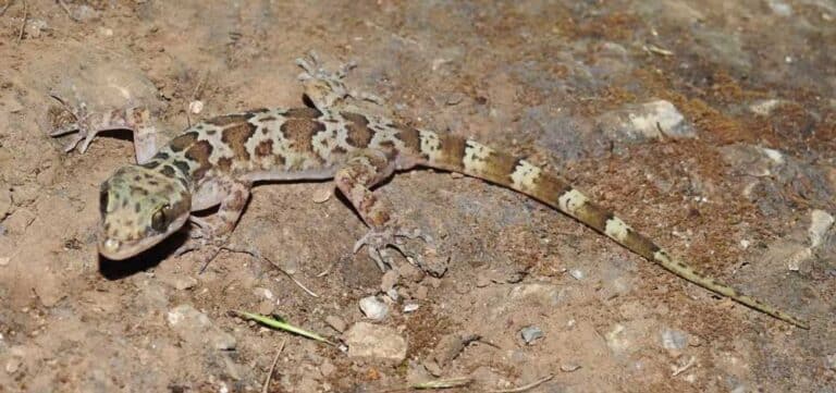 Three New Bent-toed Gecko Species Discovered In Nepal - Reptiles Magazine