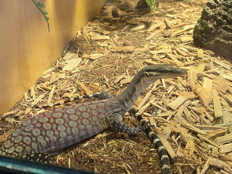 Kimberley Rock Monitor Care Sheet - Reptiles Magazine