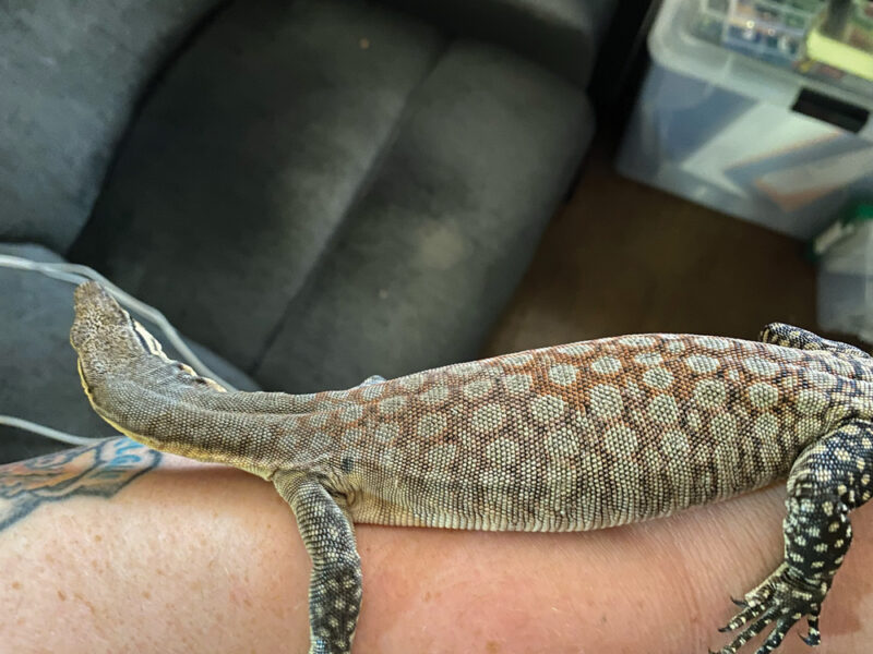 Kimberley Rock Monitor Care Sheet - Reptiles Magazine