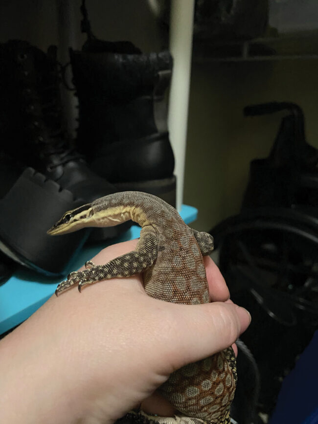 Kimberley Rock Monitor Care Sheet - Reptiles Magazine