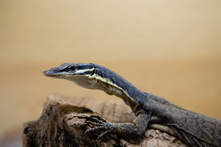 Kimberley Rock Monitor Care Sheet - Reptiles Magazine