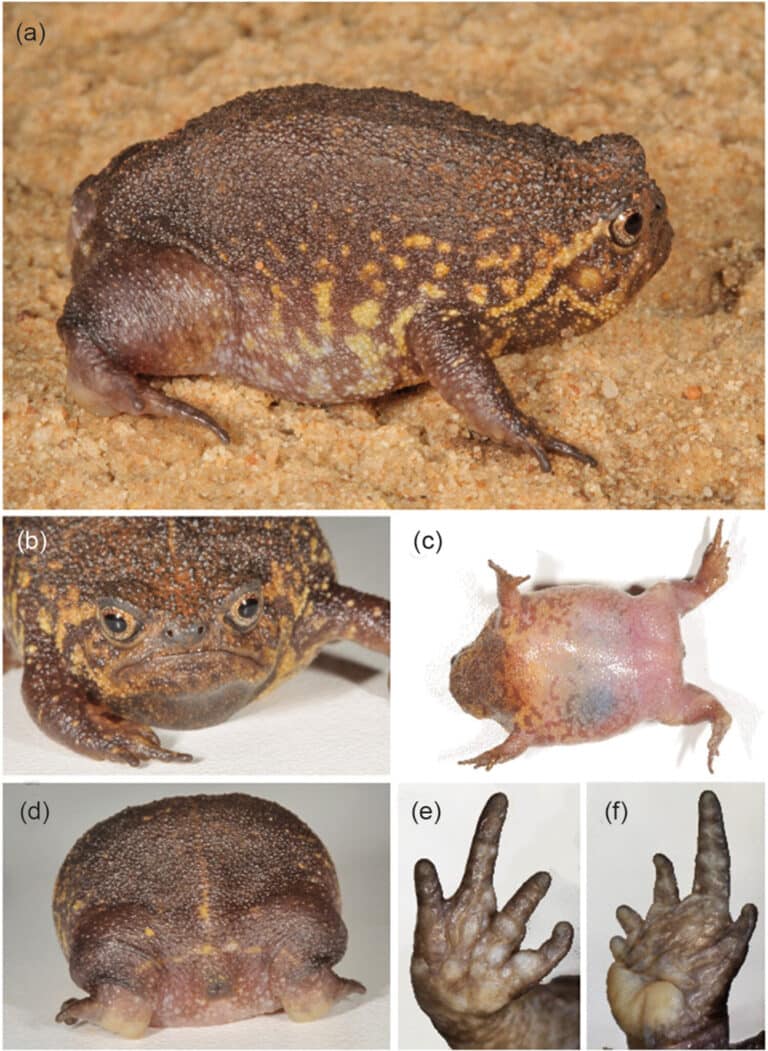 New Breviceps Rain Frog Species Discovered In South Africa - Reptiles ...