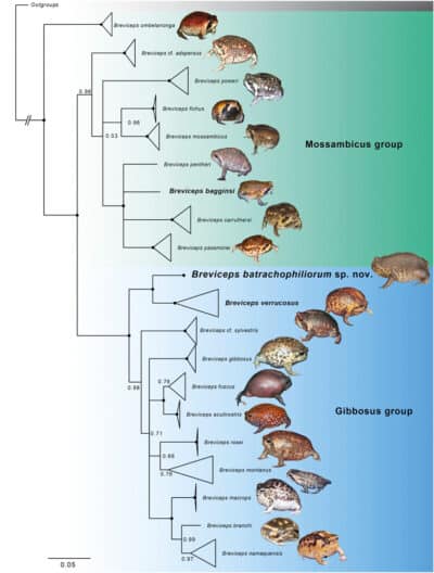 New Breviceps Rain Frog Species Discovered In South Africa - Reptiles ...