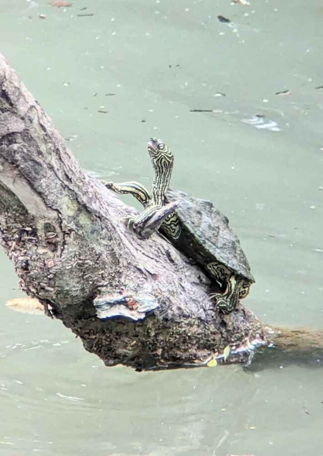 The Great American Turtle Chase - Reptiles Magazine