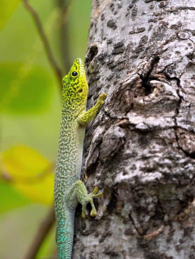 Three Day Geckos From Madagascar - Reptiles Magazine