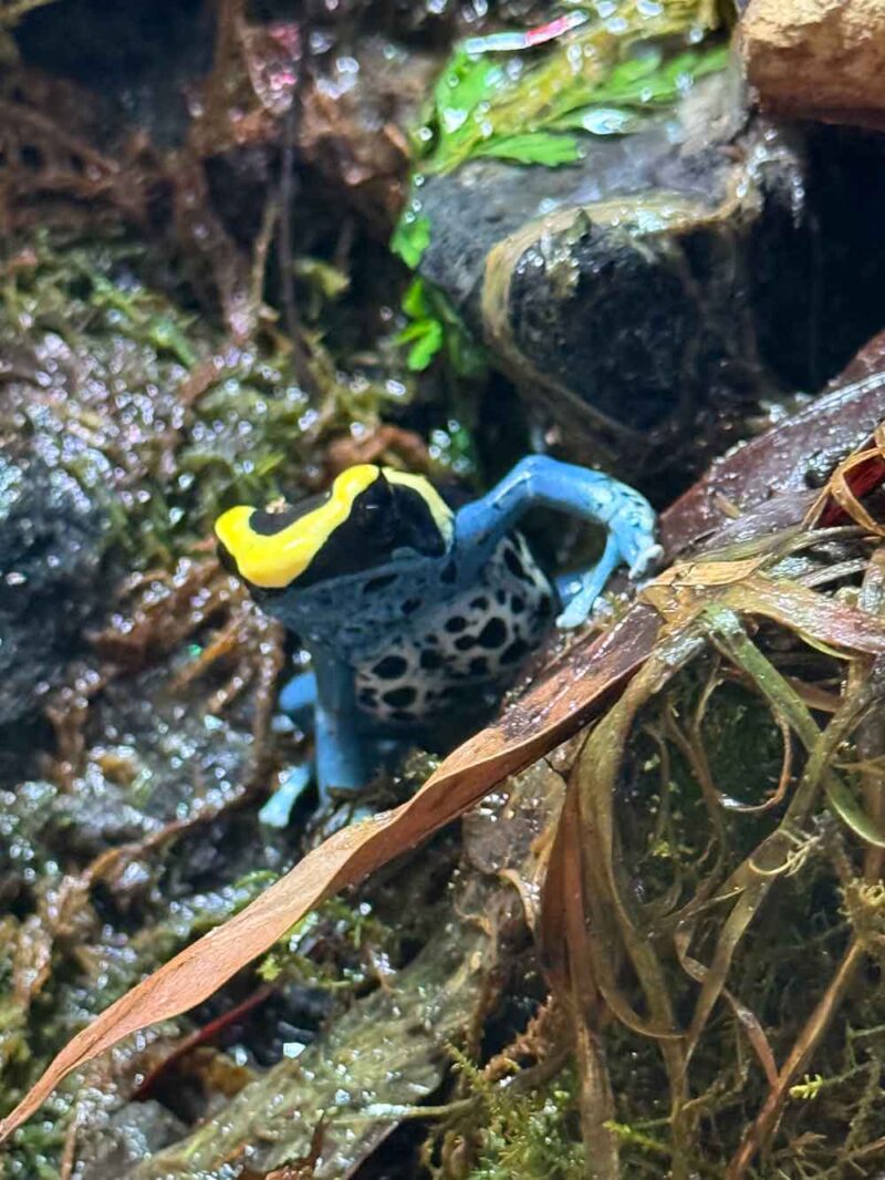 Beginner's Guide To Poison Frog Care - Reptiles Magazine