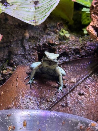 Beginner's Guide To Poison Frog Care - Reptiles Magazine