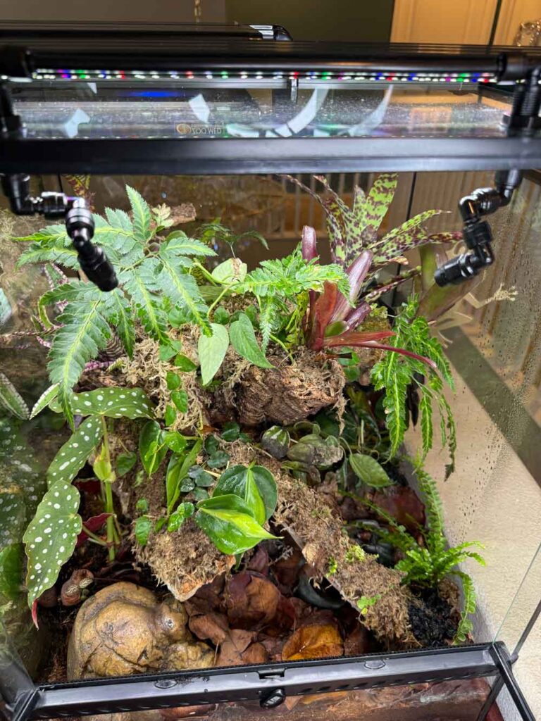 Beginner's Guide To Poison Frog Care - Reptiles Magazine