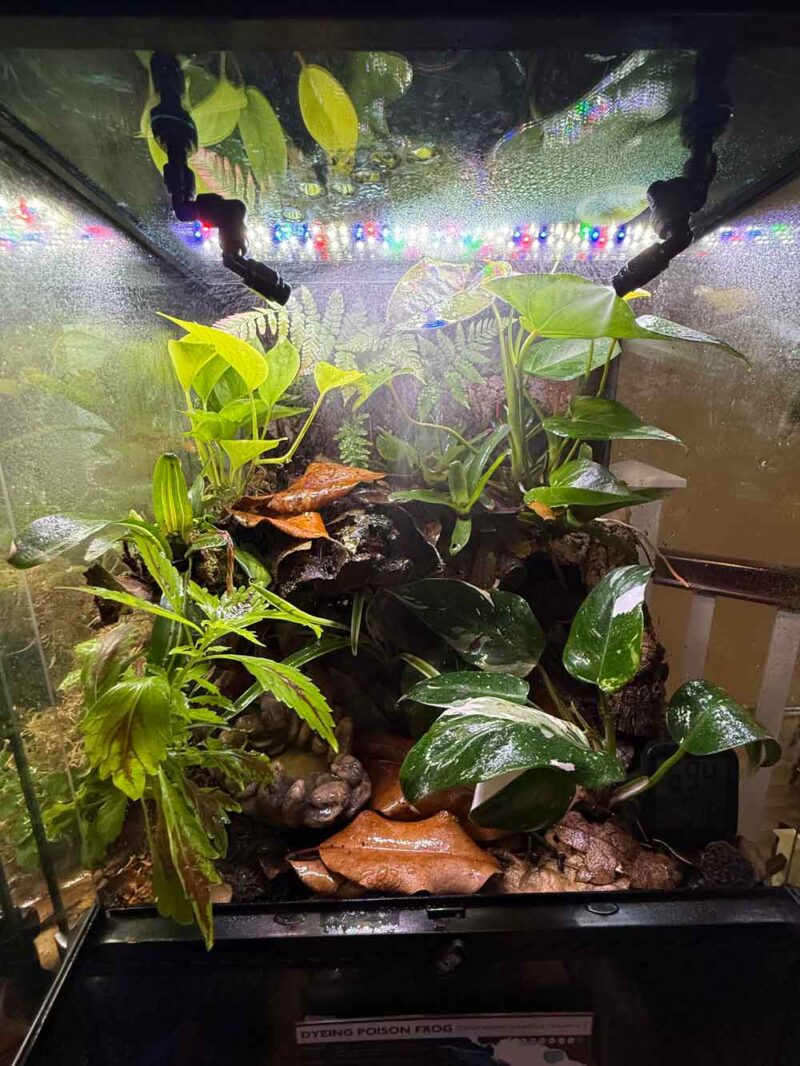 Beginner's Guide To Poison Frog Care - Reptiles Magazine