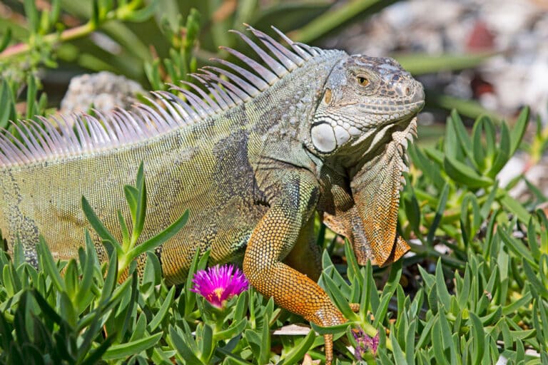 More than 5,000 Green Iguanas Collected During Florida FWC Collection ...