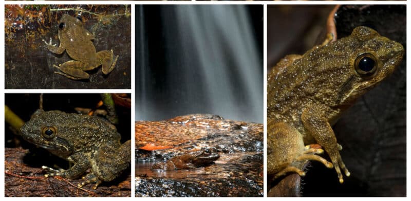 Reptiles Magazine