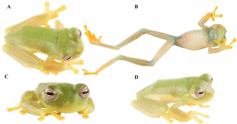 New Species of Glass Frog From Ecuador Named After Olympic Champion ...