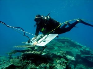 Green Sea Turtle Populations Rebound In U.S. Pacific, Study Says ...