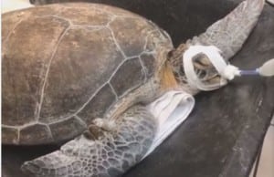 Sea Turtle Speared In Florida Recovering At Turtle Hospital - Reptiles ...