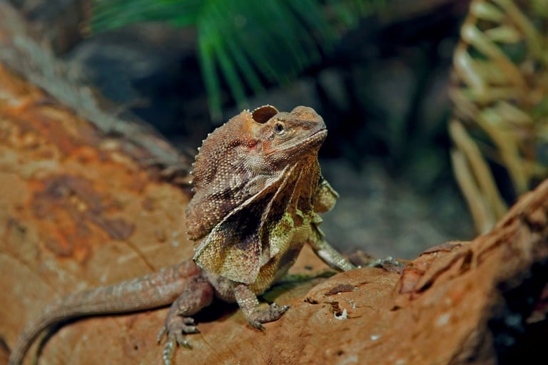 Frilled Lizard Care Sheet - Reptiles Magazine