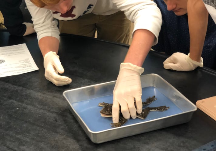 Florida High School Students First To Dissect Synthetic Frogs Florida High School Students First To Dissect Synthetic Frogs