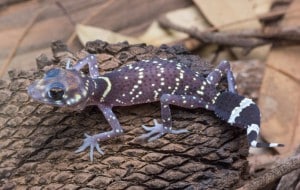 Australian Barking Gecko Care Sheet - Reptiles Magazine