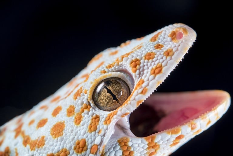 Gecko Bite - Reptiles Magazine
