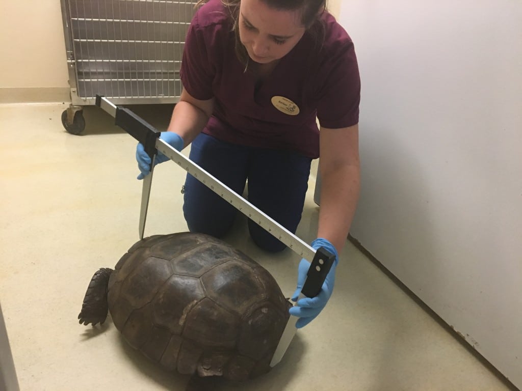 Possible Largest Gopher Tortoise On Record Found In Florida - Reptiles ...