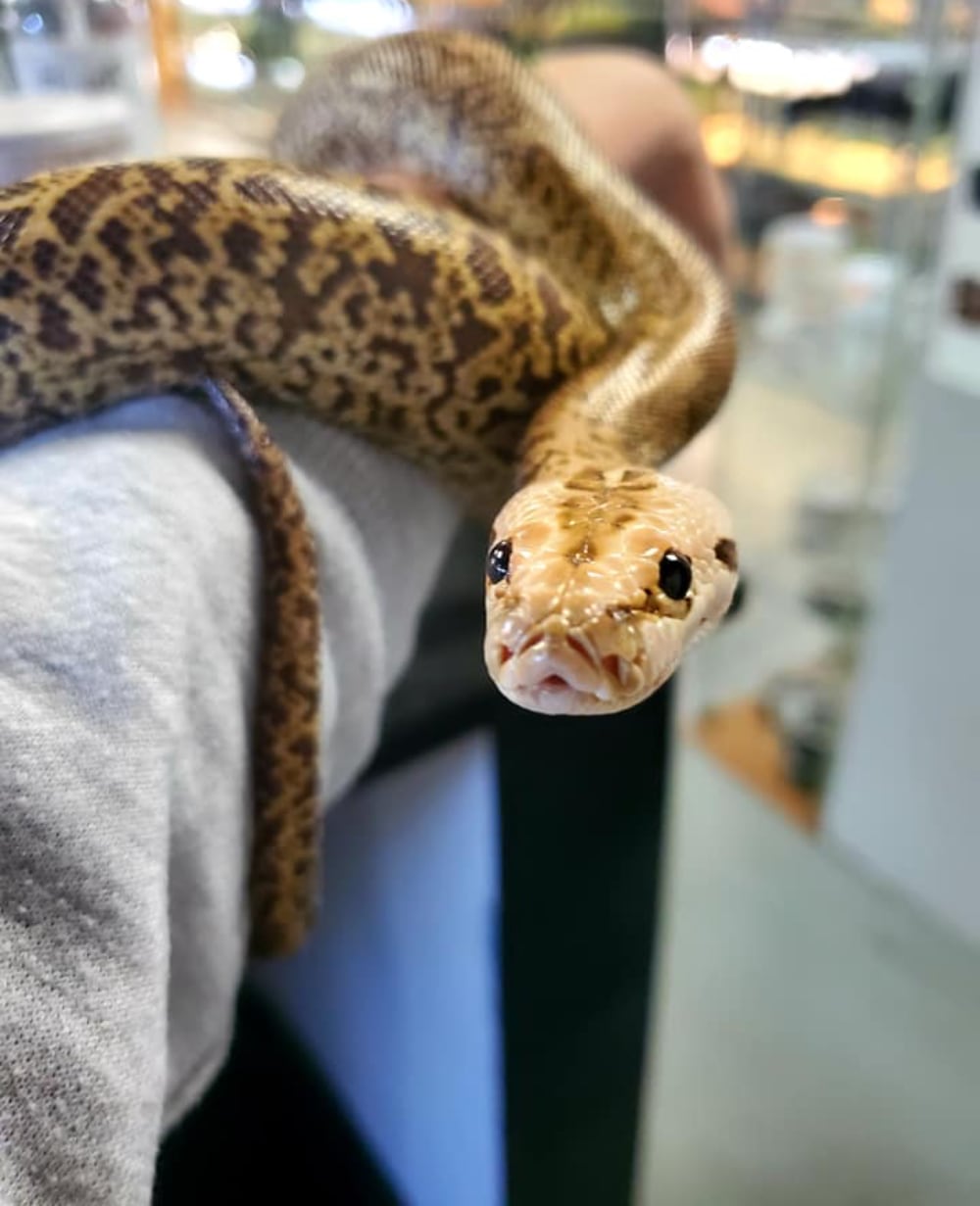 Granite Burmese Python