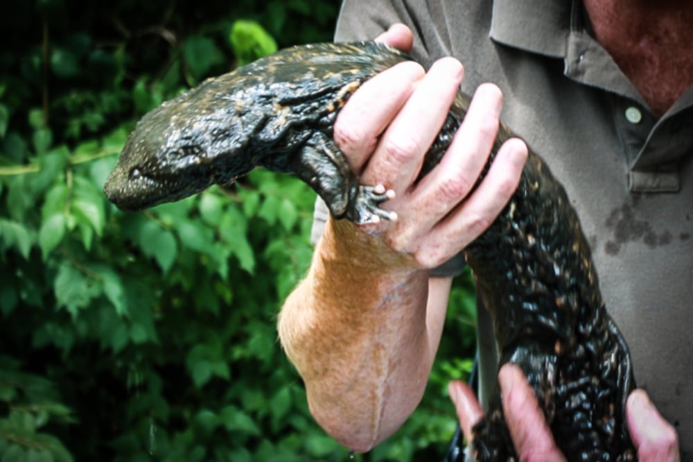 29 Captive Raised Hellbender Salamanders Released In Tennessee - Reptiles Magazine